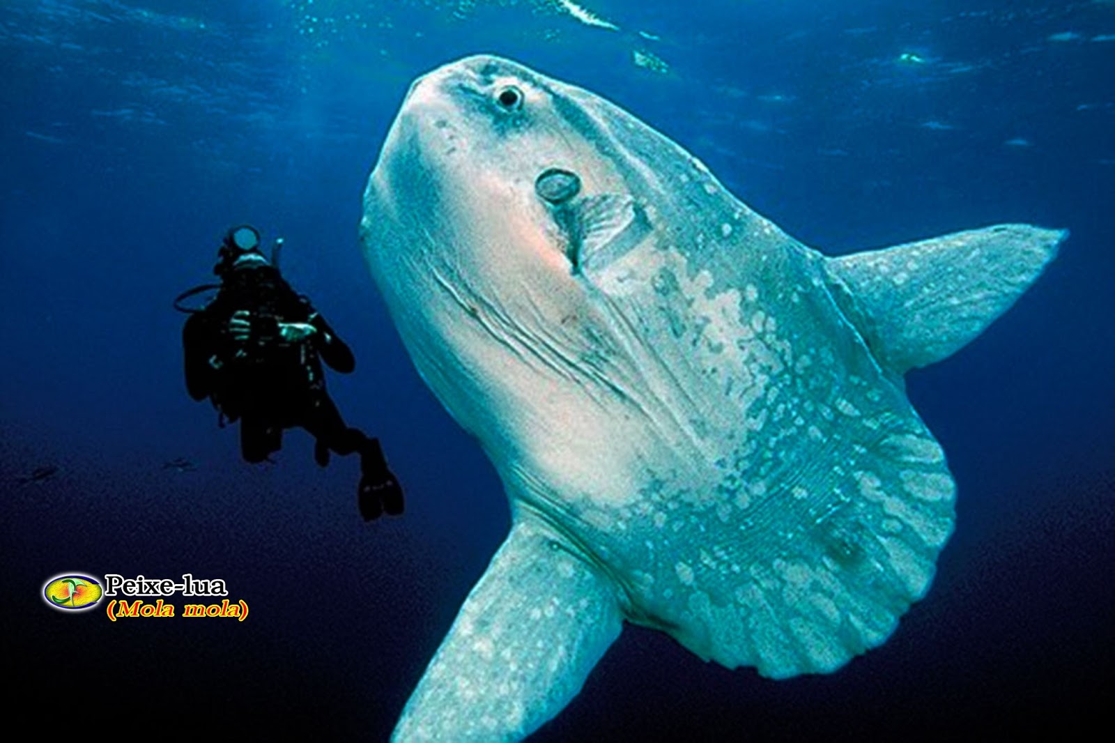 Zoologia: Peixe-lua (Mola mola)